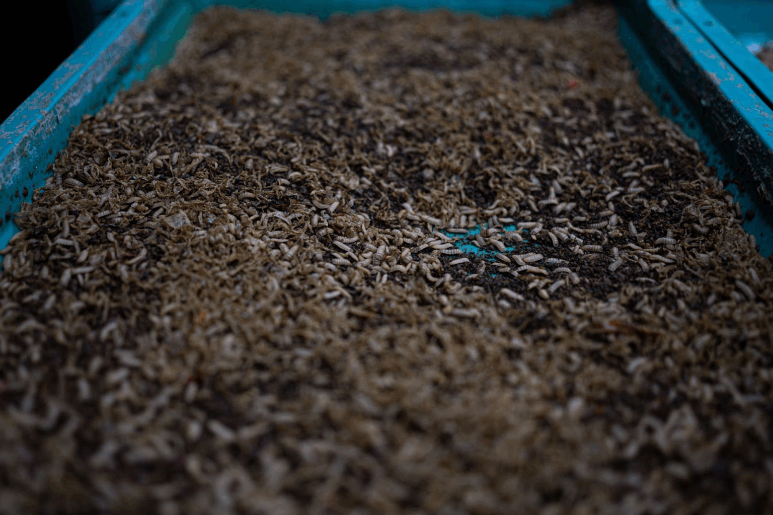 Entomal Biotech - Solving Food Waste at Scale, One Larva at a Time ...