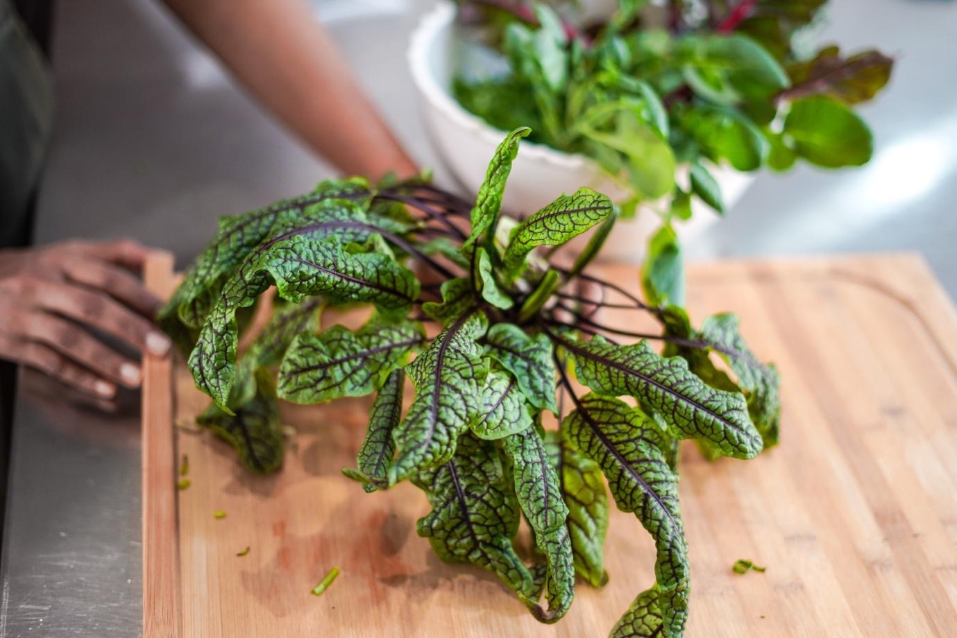 BoomGrow: Reshaping how food is grown and consumed in Southeast Asia ...